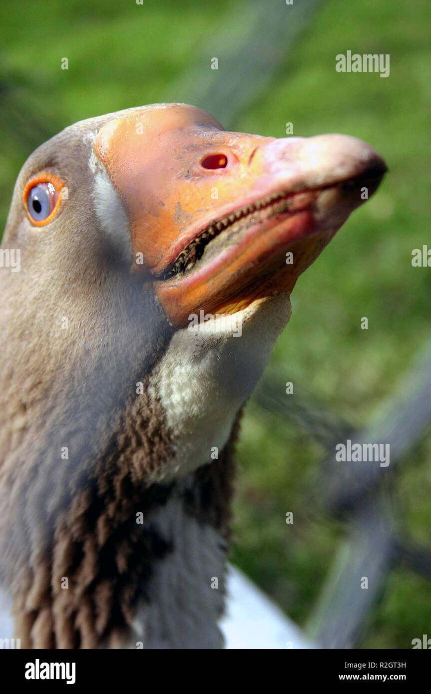 Looking for birds and animals hi-res stock photography and images - Alamy