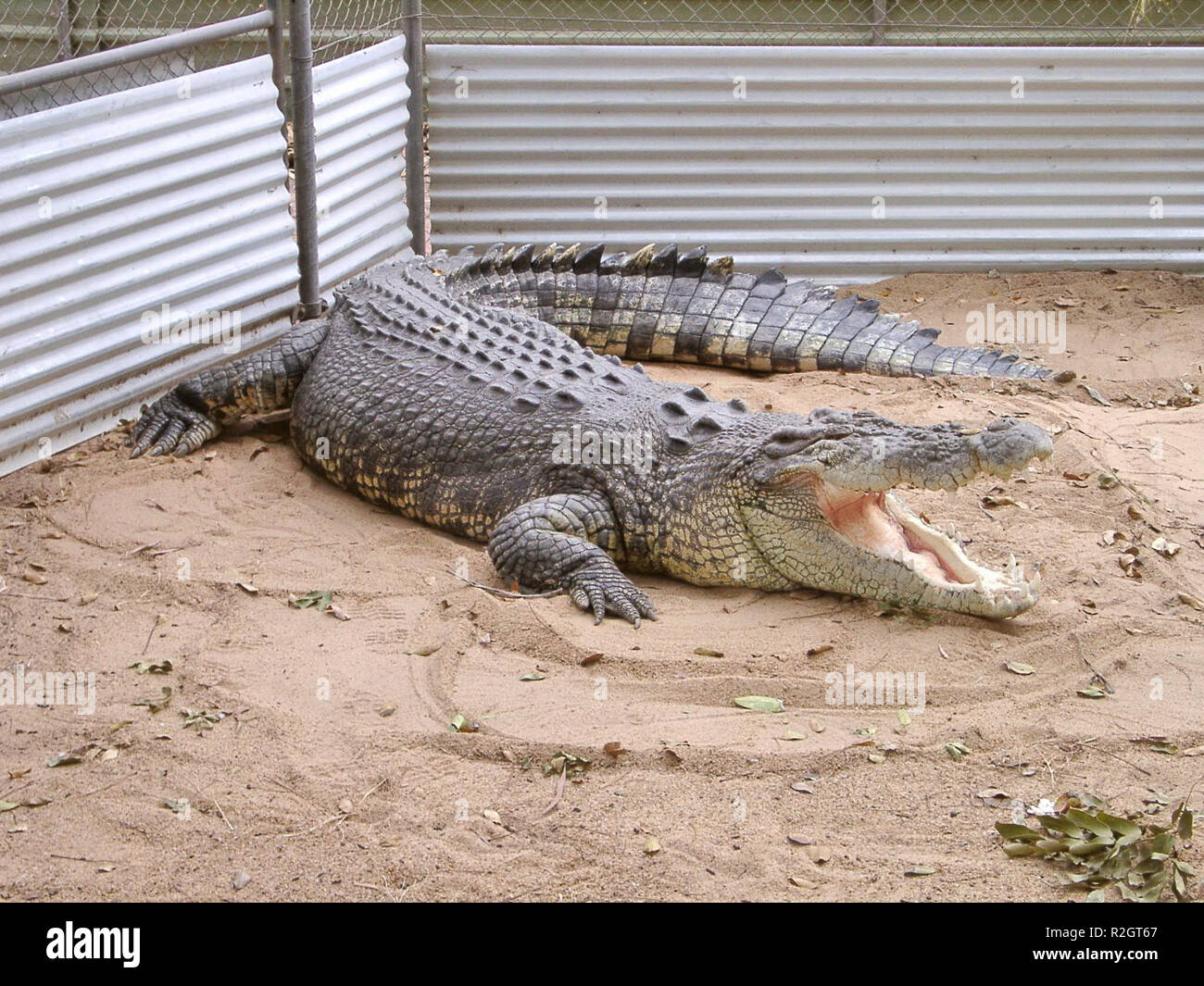 Giant tooth hi-res stock photography and images - Alamy