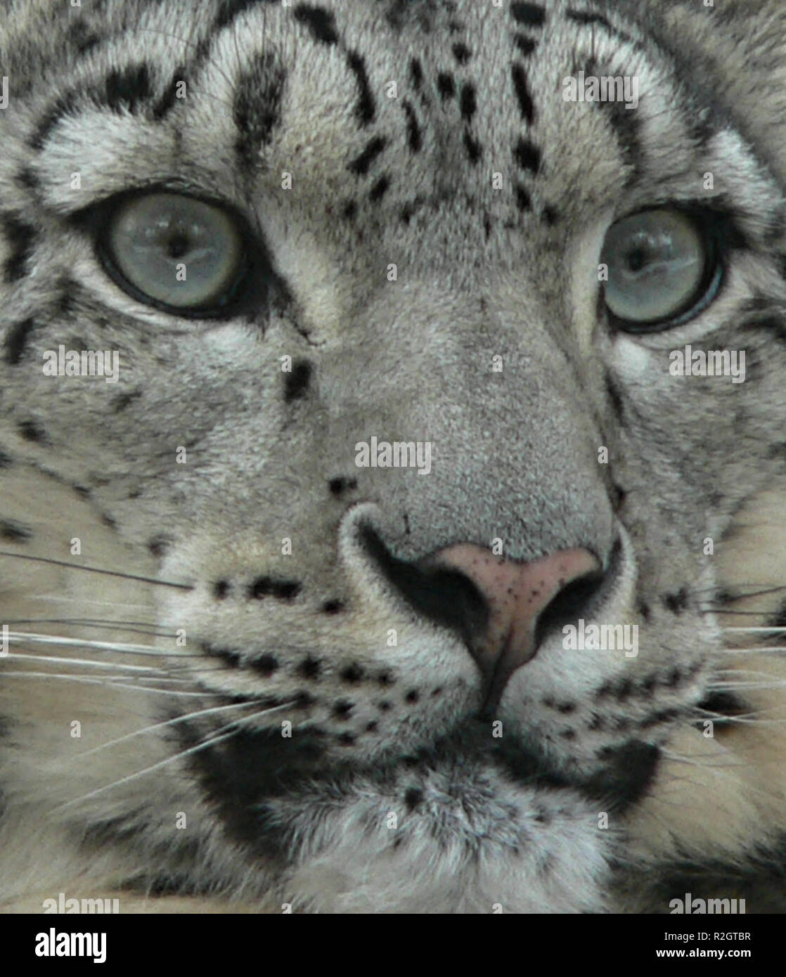snow leopard face Stock Photo - Alamy