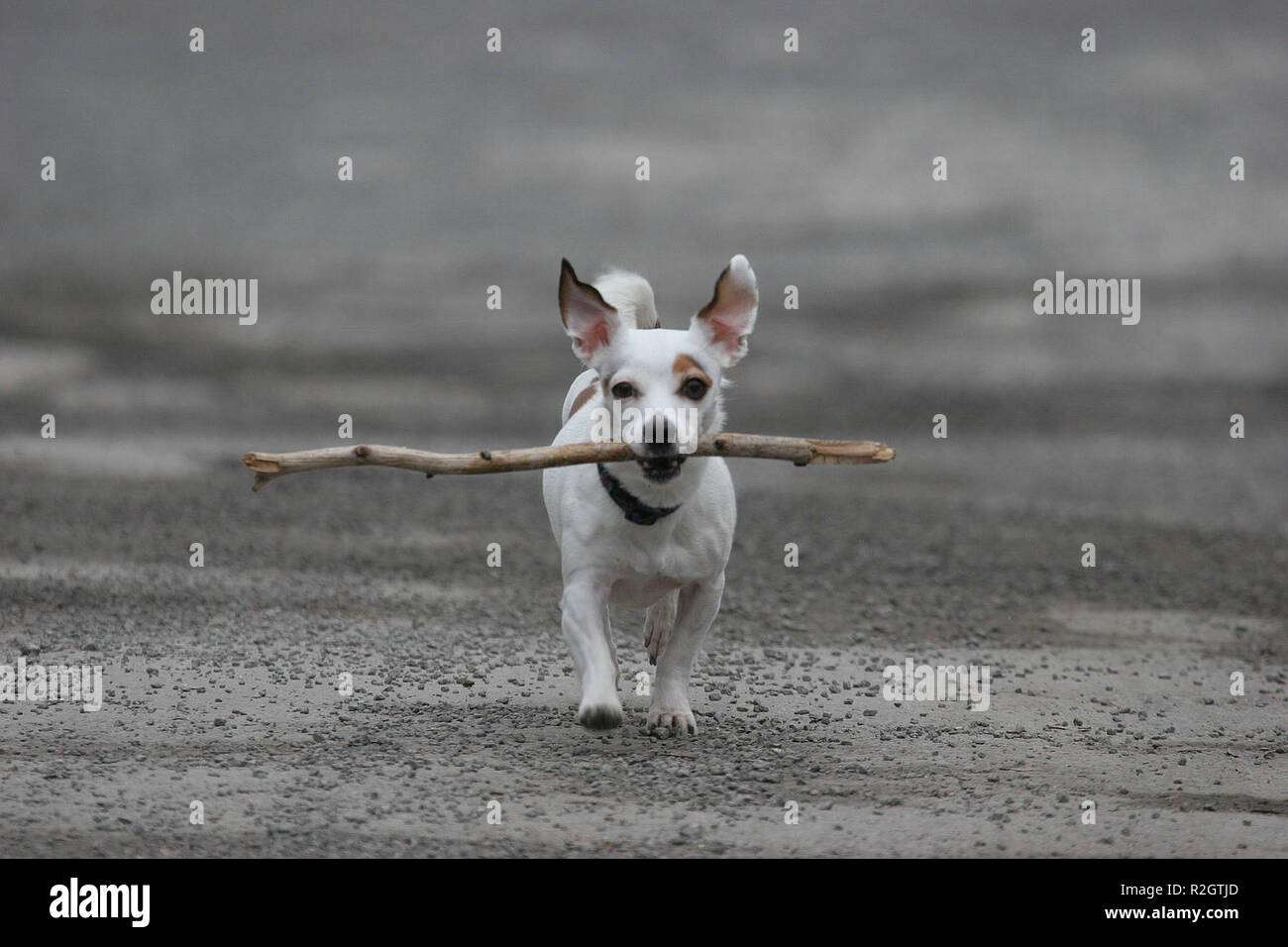 dog brings the stick Stock Photo - Alamy