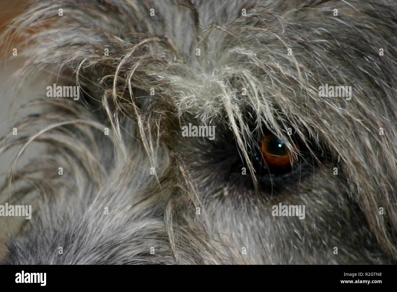 Dog fins hi-res stock photography and images - Alamy