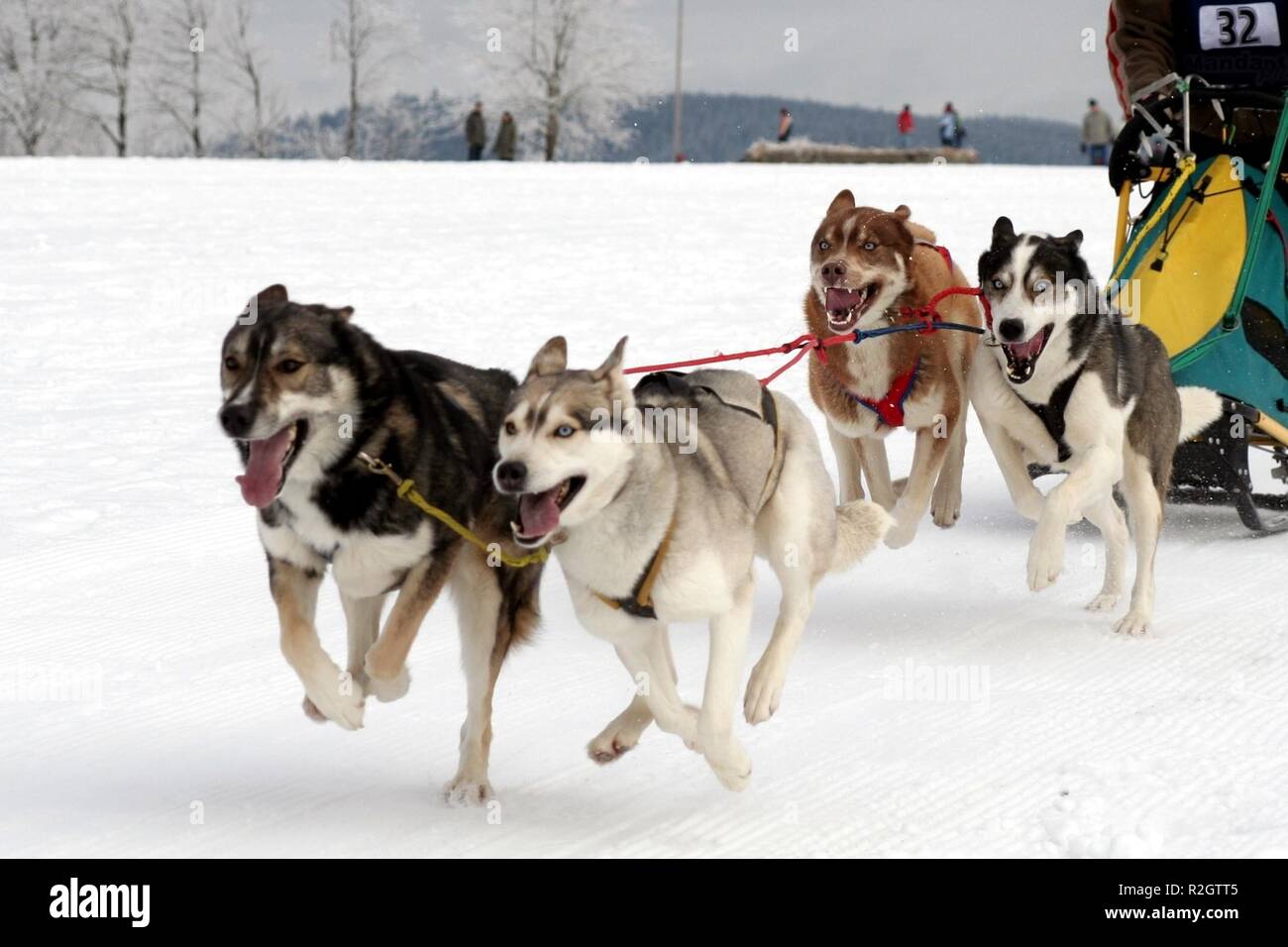 Stramme hi-res stock photography and images - Alamy