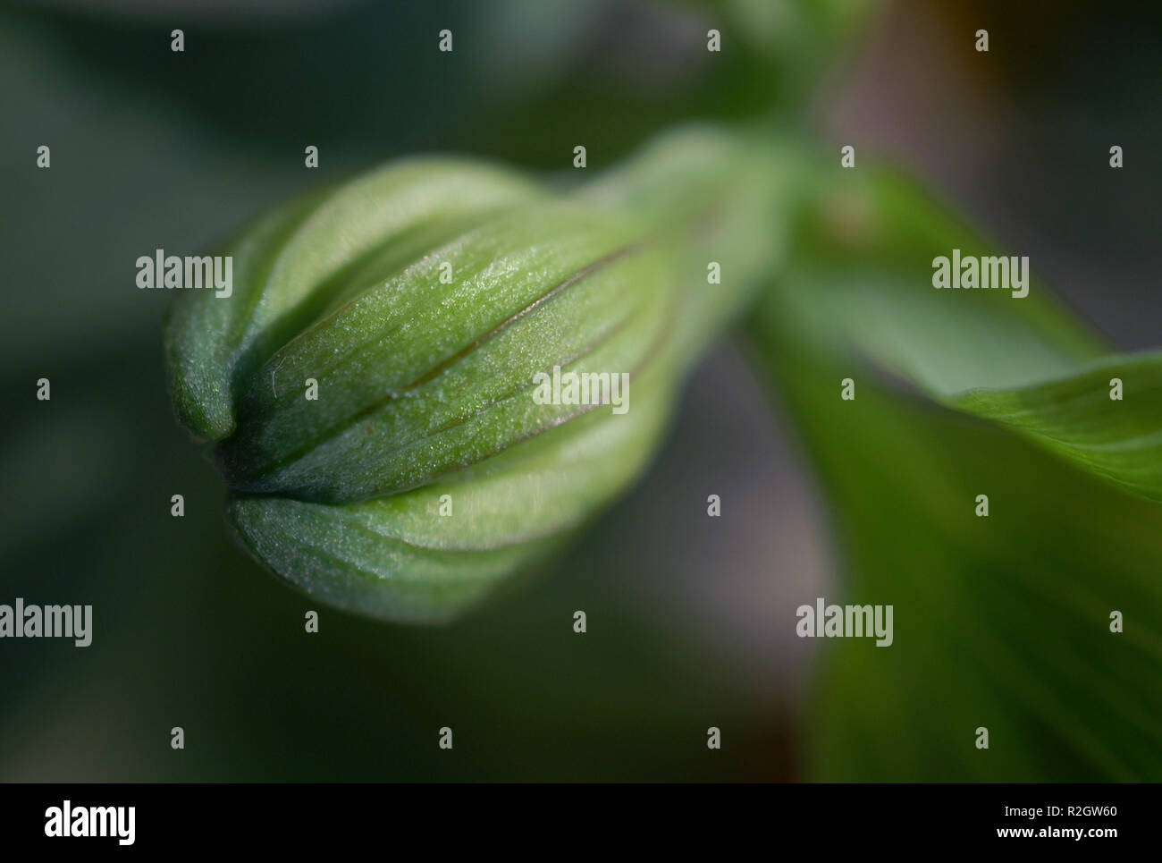 Cagey hi-res stock photography and images - Alamy