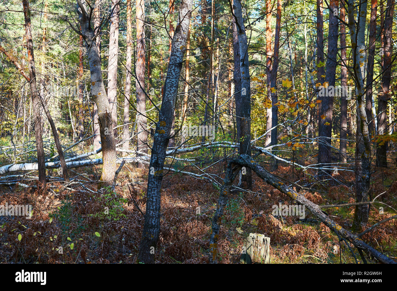 Thick spruce and deciduous green forest with fallen trees on a sunny ...