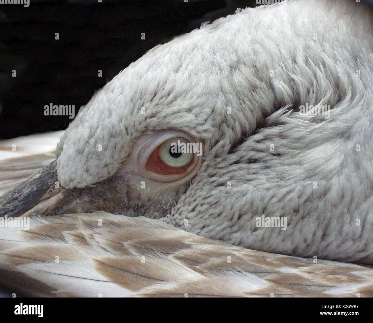 do not bother me Stock Photo - Alamy