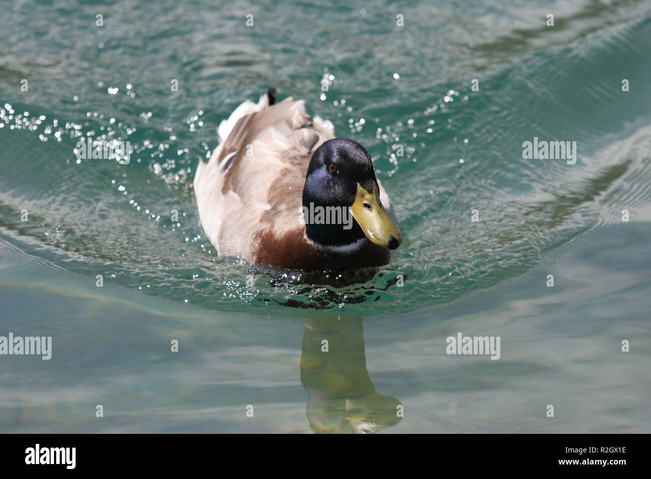 Hello duck hi-res stock photography and images - Alamy
