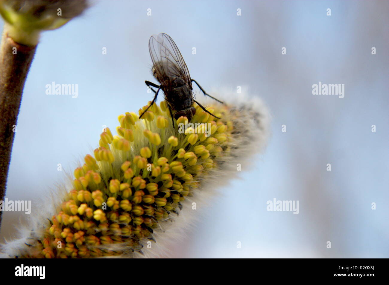 Hairy willow hi-res stock photography and images - Alamy