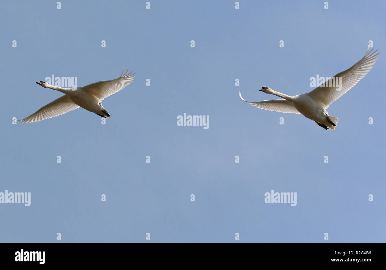 swan flight wildlife Stock Photo - Alamy
