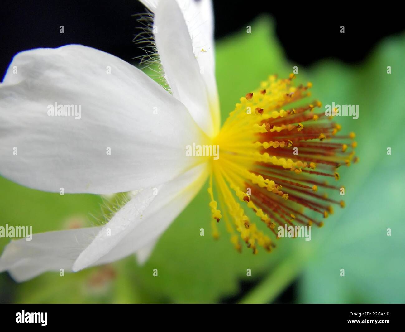 Sparmannia africana hi-res stock photography and images - Alamy