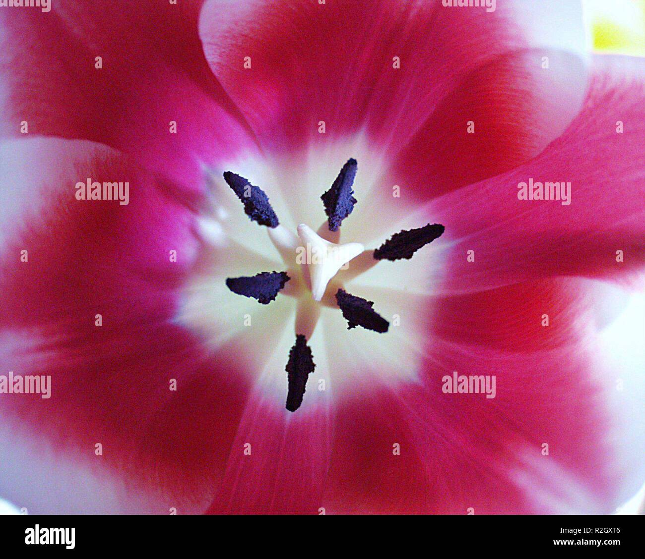 Dutch values hi-res stock photography and images - Alamy