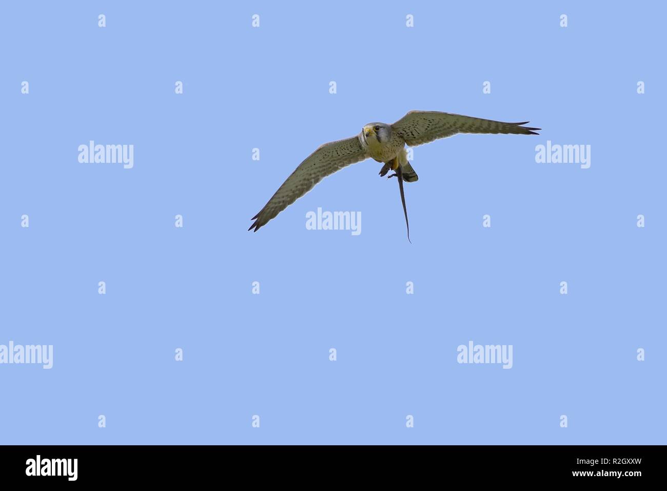 one way ticket ii Stock Photo - Alamy