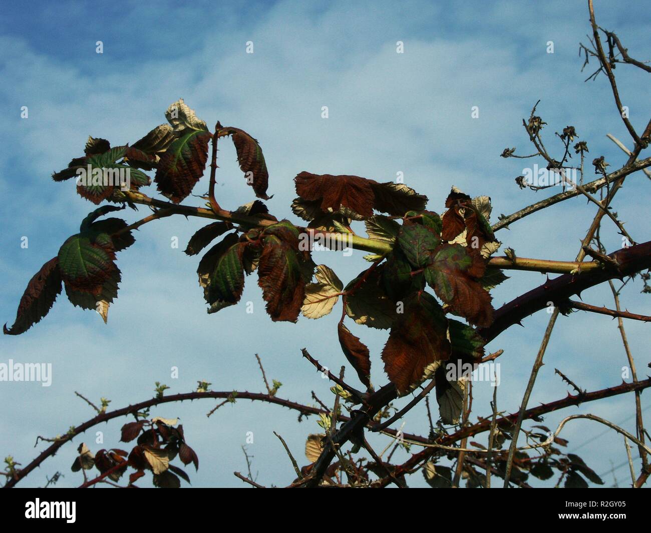 Brombeerhecke hi-res stock photography and images - Alamy