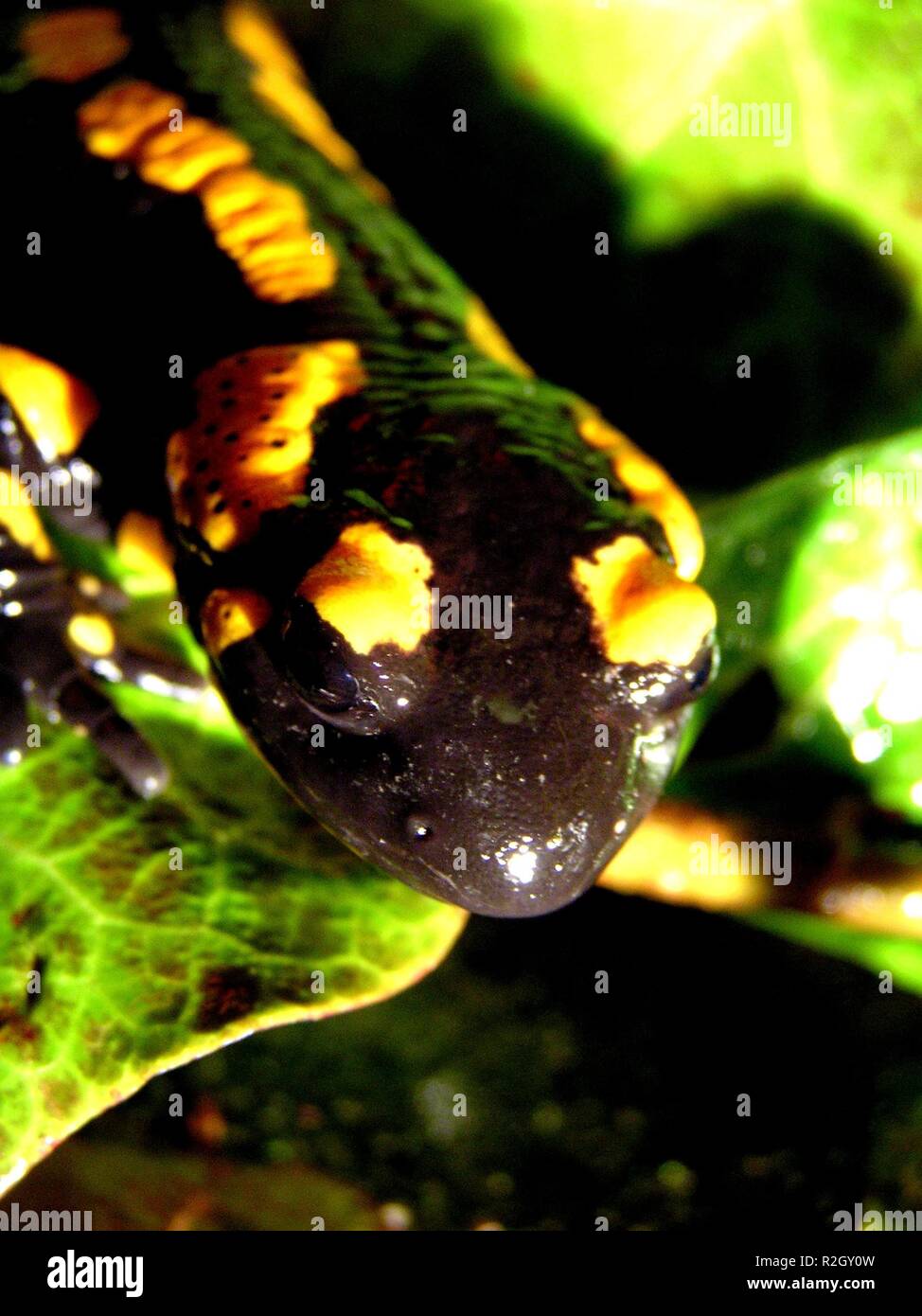 Lurchi hi-res stock photography and images - Alamy