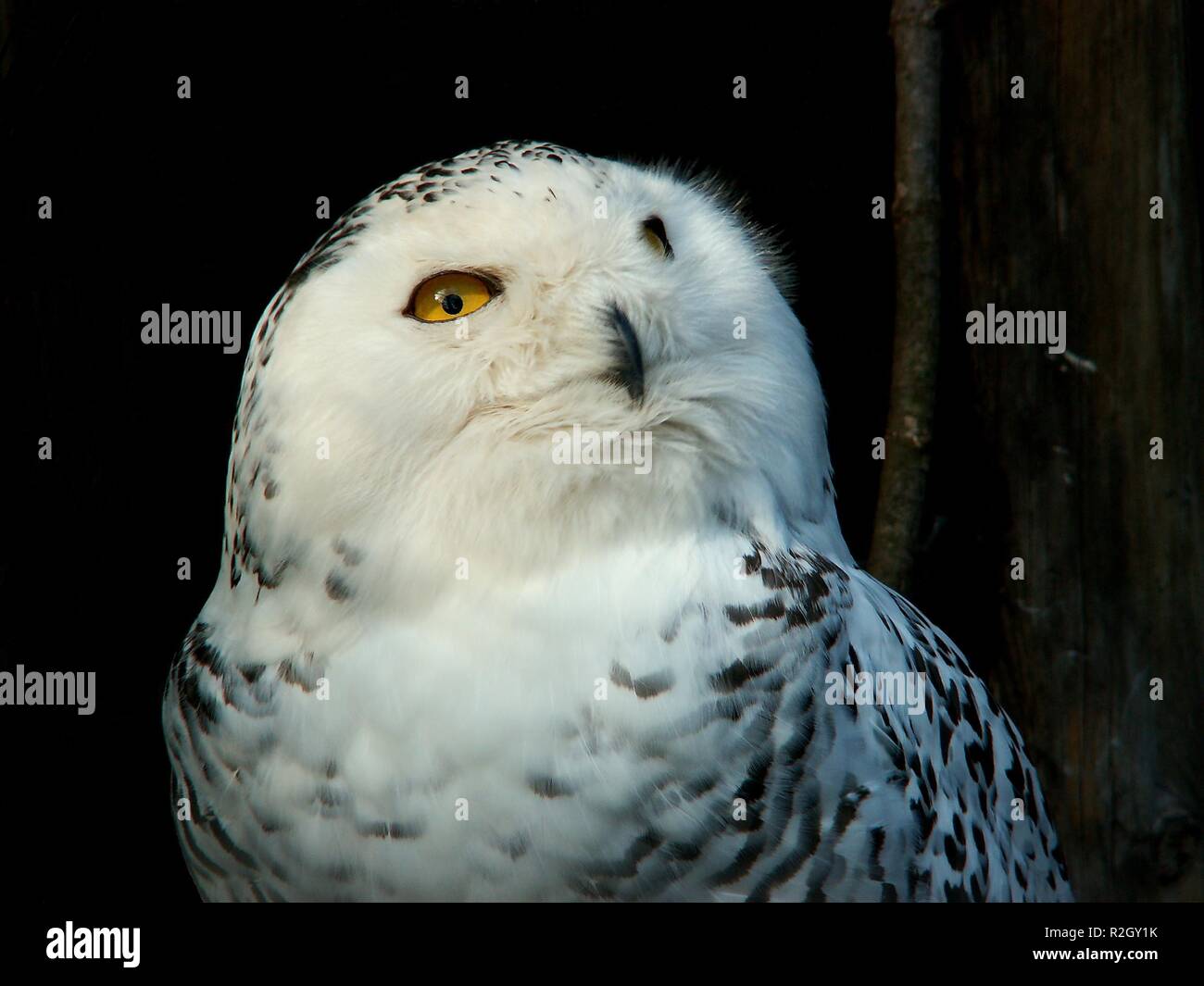Hedwig harry potter hi-res stock photography and images - Alamy