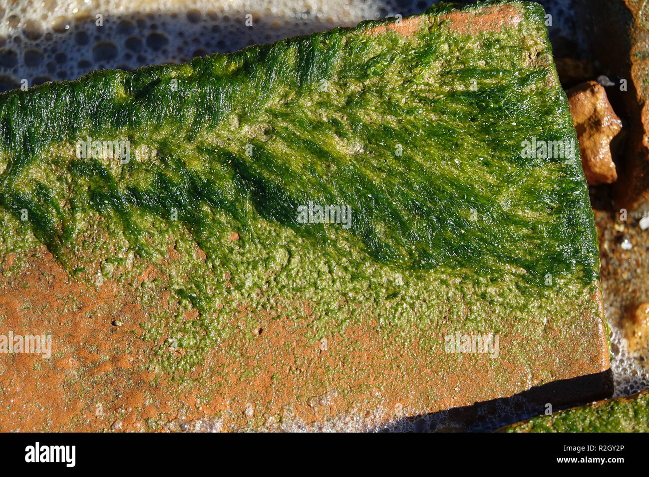 Algae Bubbles High Resolution Stock Photography and Images - Alamy
