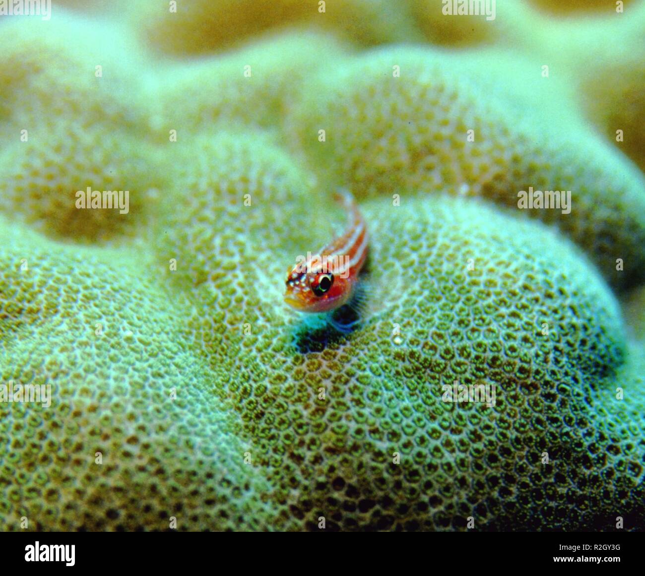 Myanmar and maldives hi-res stock photography and images - Alamy