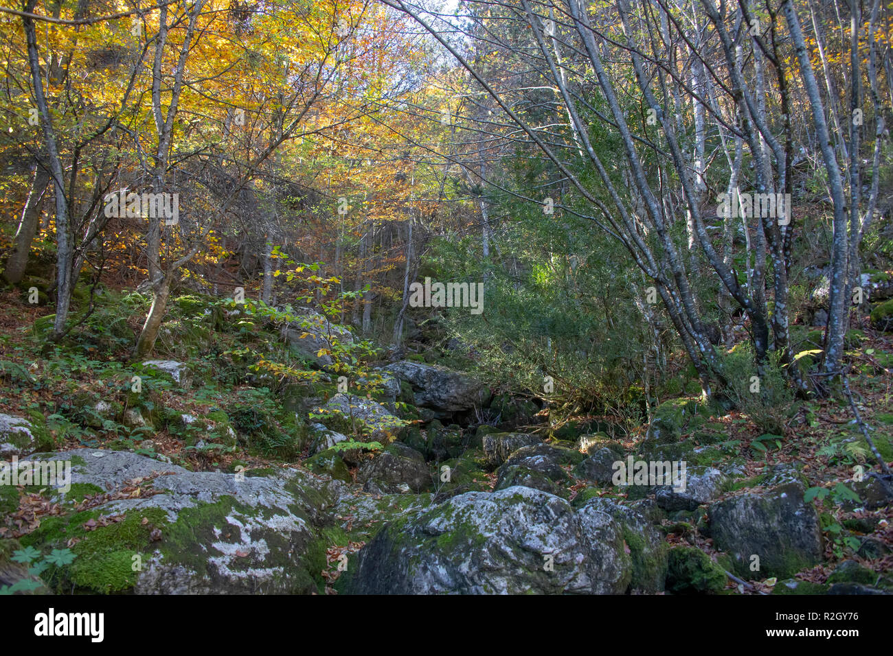 Forest in greece autumn hi-res stock photography and images - Alamy