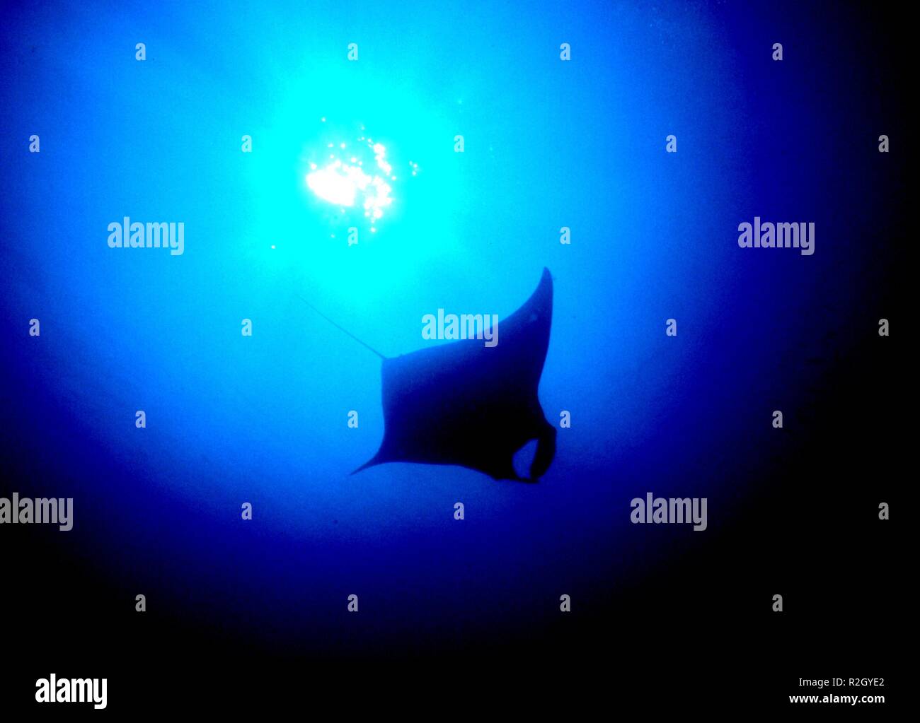 Mantarochen hi-res stock photography and images - Alamy