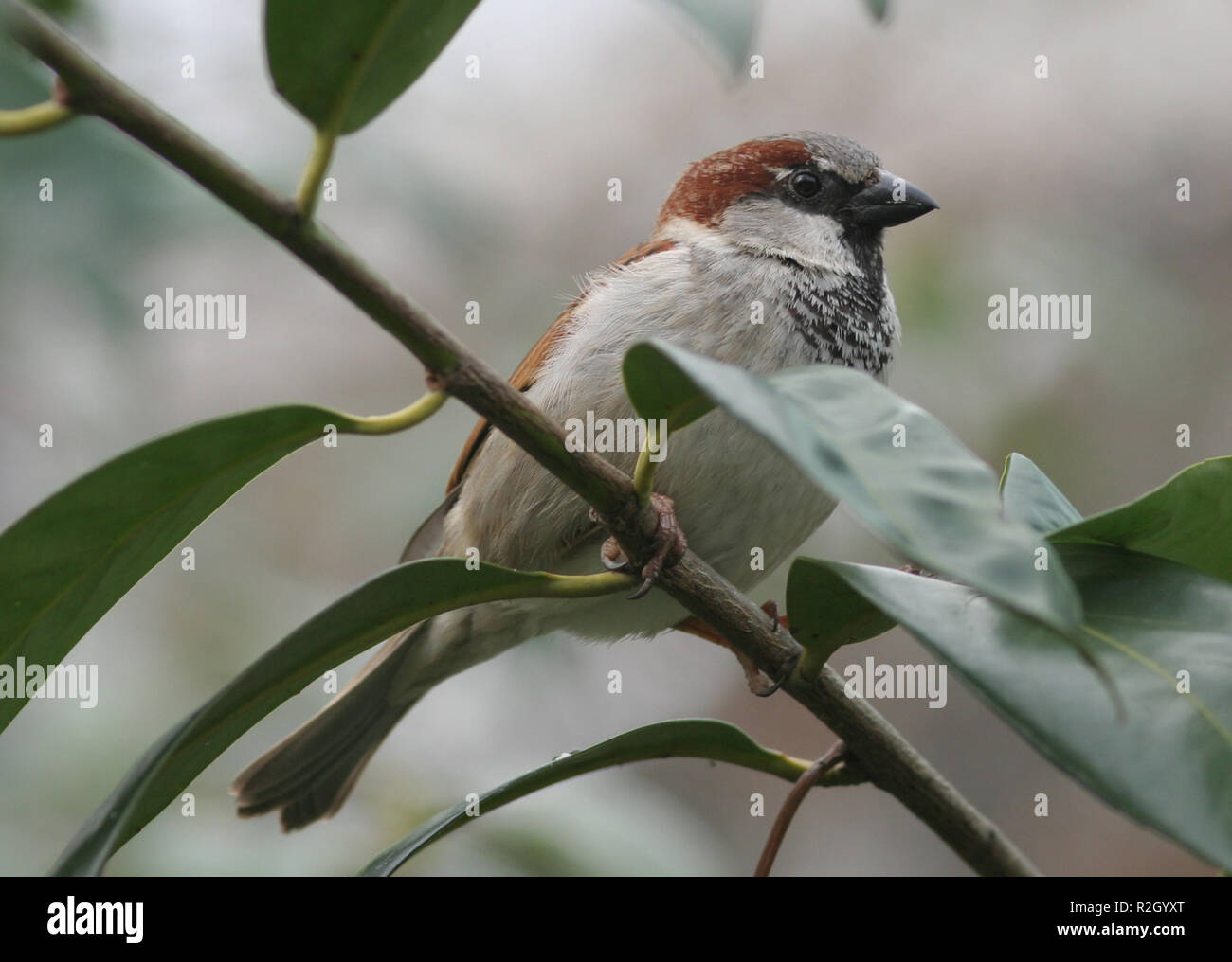 Ulmer sparrow hi-res stock photography and images - Alamy