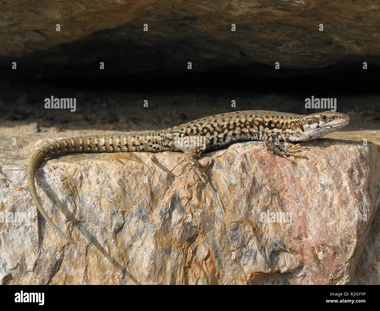 Grey black and brown lizard hi-res stock photography and images - Alamy
