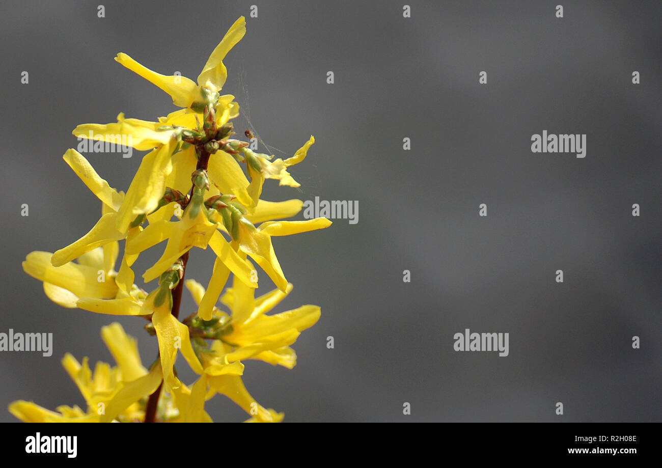 Osterstrauch High Resolution Stock Photography and Images - Alamy