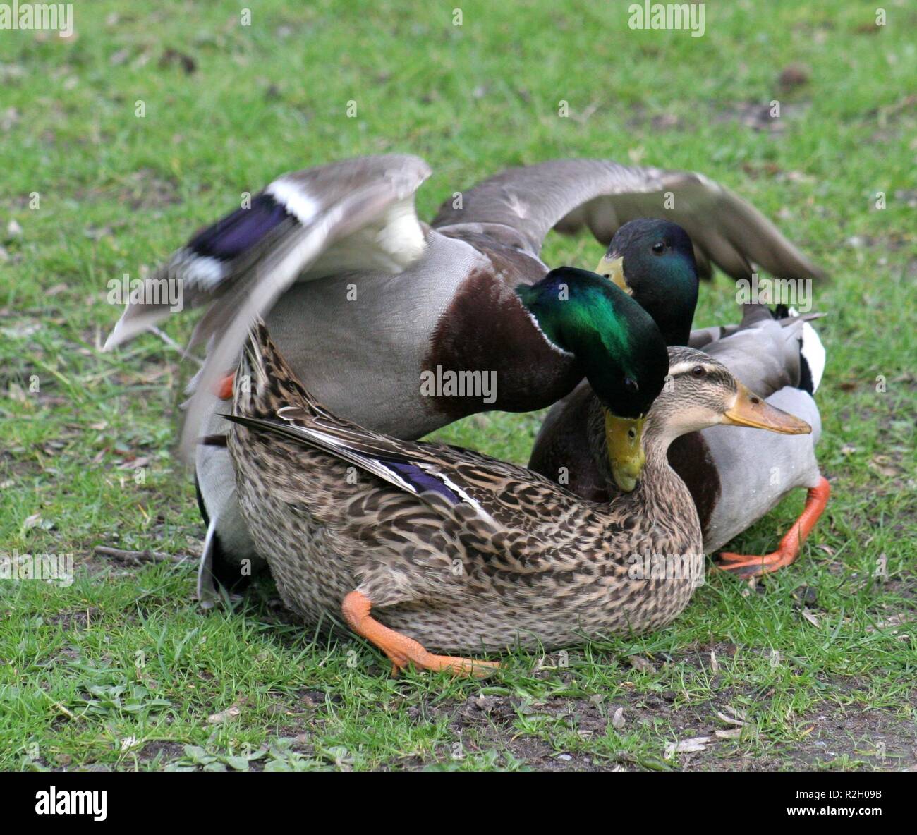 Pair of ducks fighting hi-res stock photography and images - Alamy