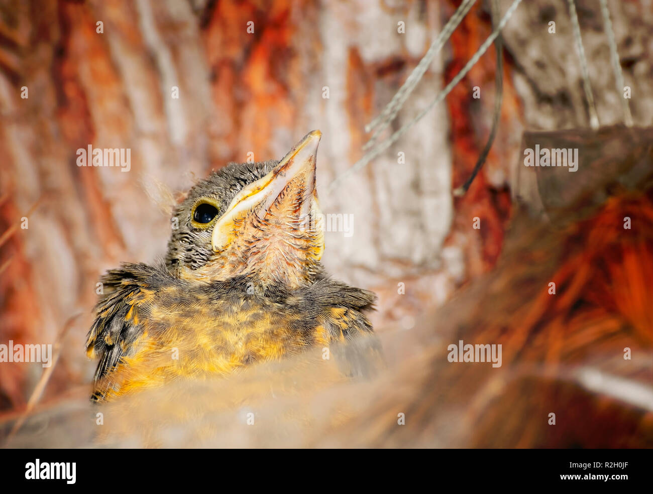 Baby Thrush High Resolution Stock Photography and Images - Alamy