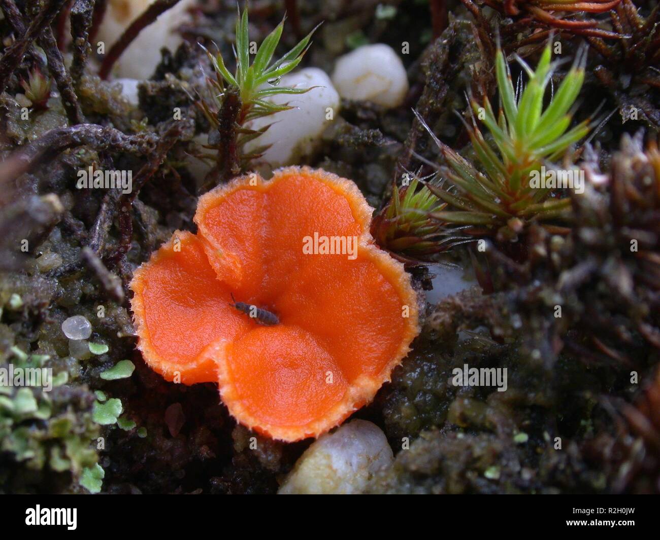 moss cup ling Stock Photo - Alamy