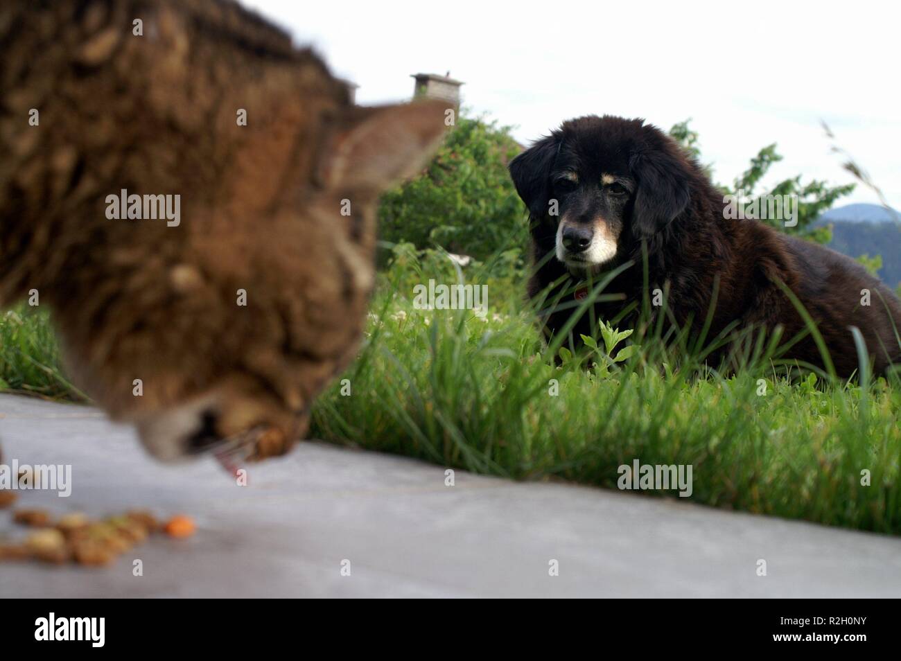 Jealous animals hi-res stock photography and images - Alamy