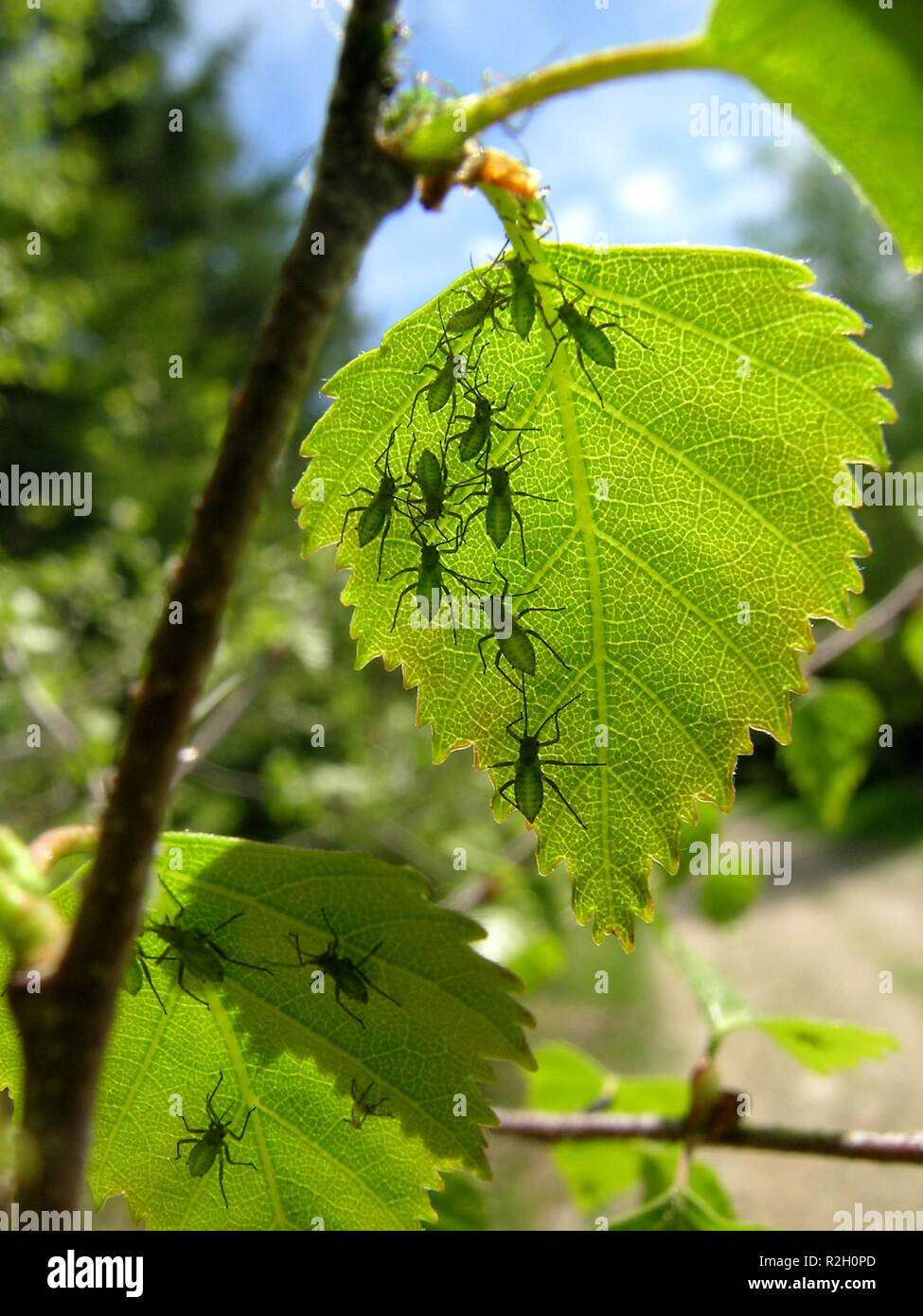 Birch Aphid High Resolution Stock Photography and Images - Alamy
