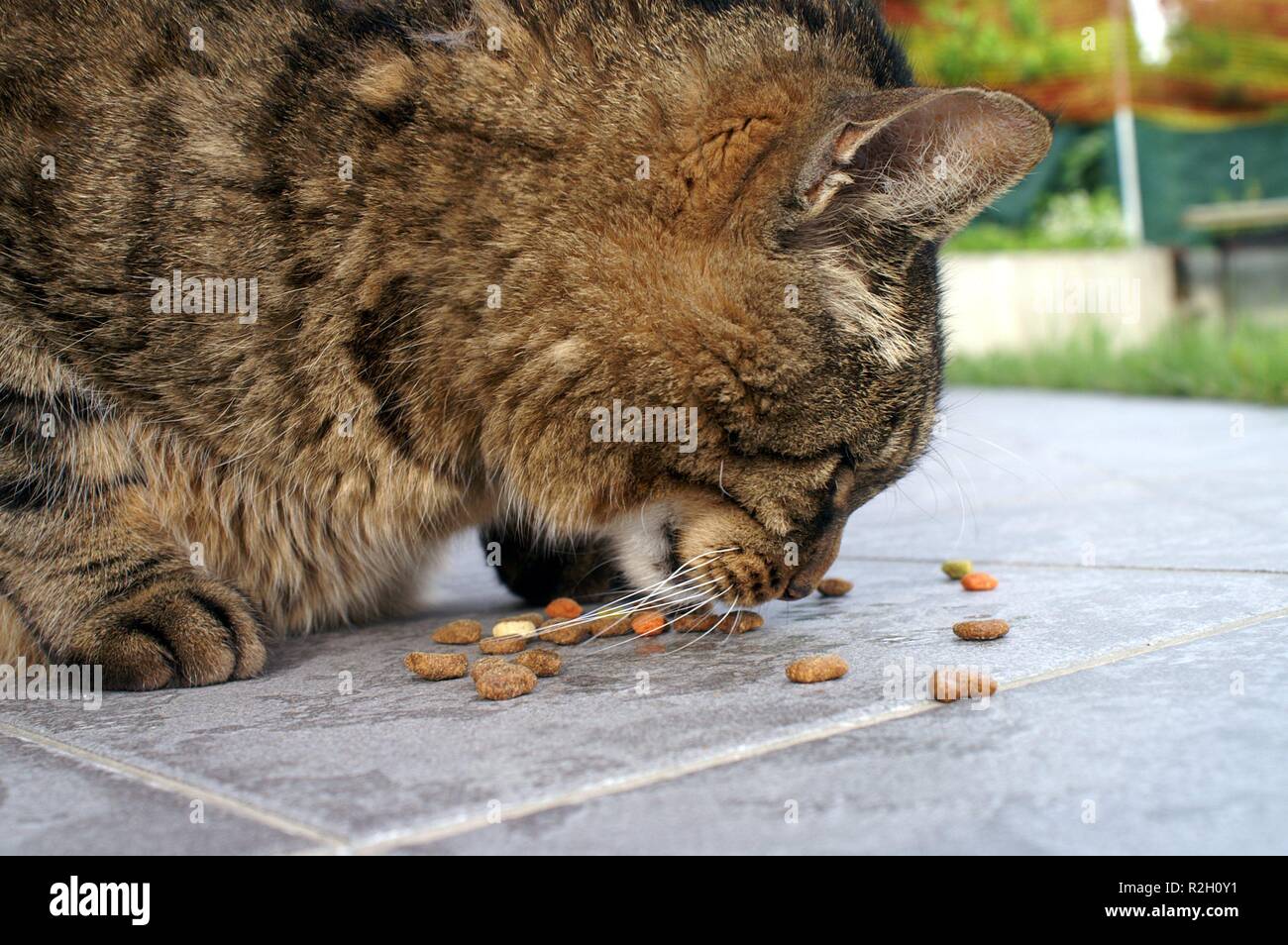 Schwabel hi-res stock photography and images - Alamy