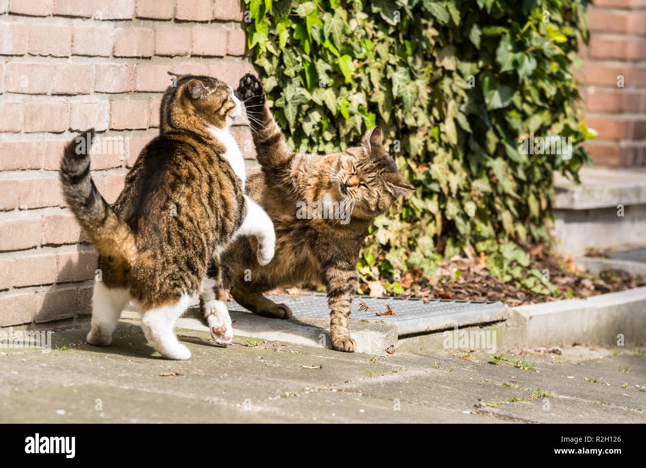 Funny cats fighting hi-res stock photography and images - Alamy