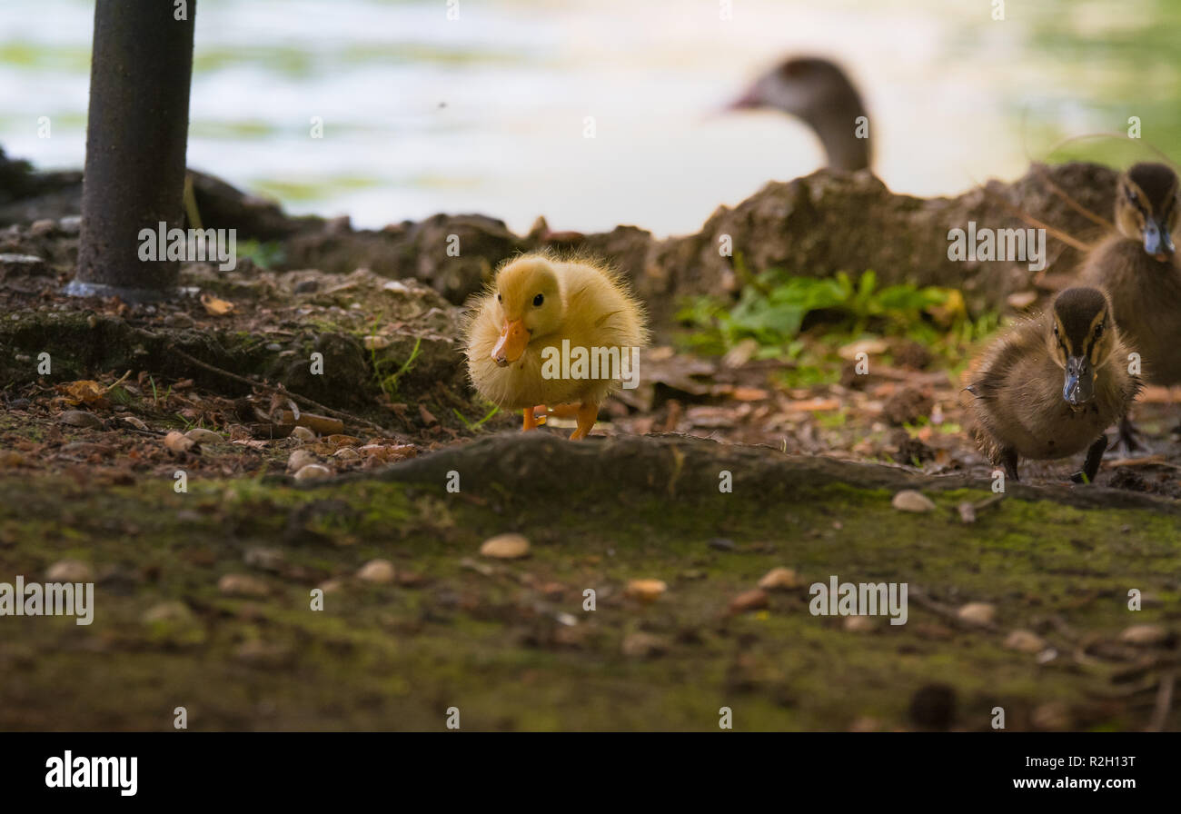 Ducklings are in a park by a pond Stock Photo - Alamy