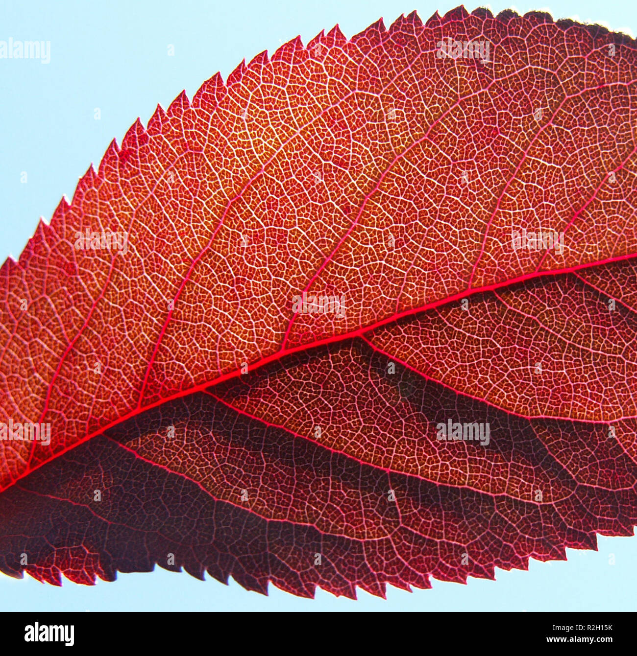 leaf veins blood plum Stock Photo - Alamy