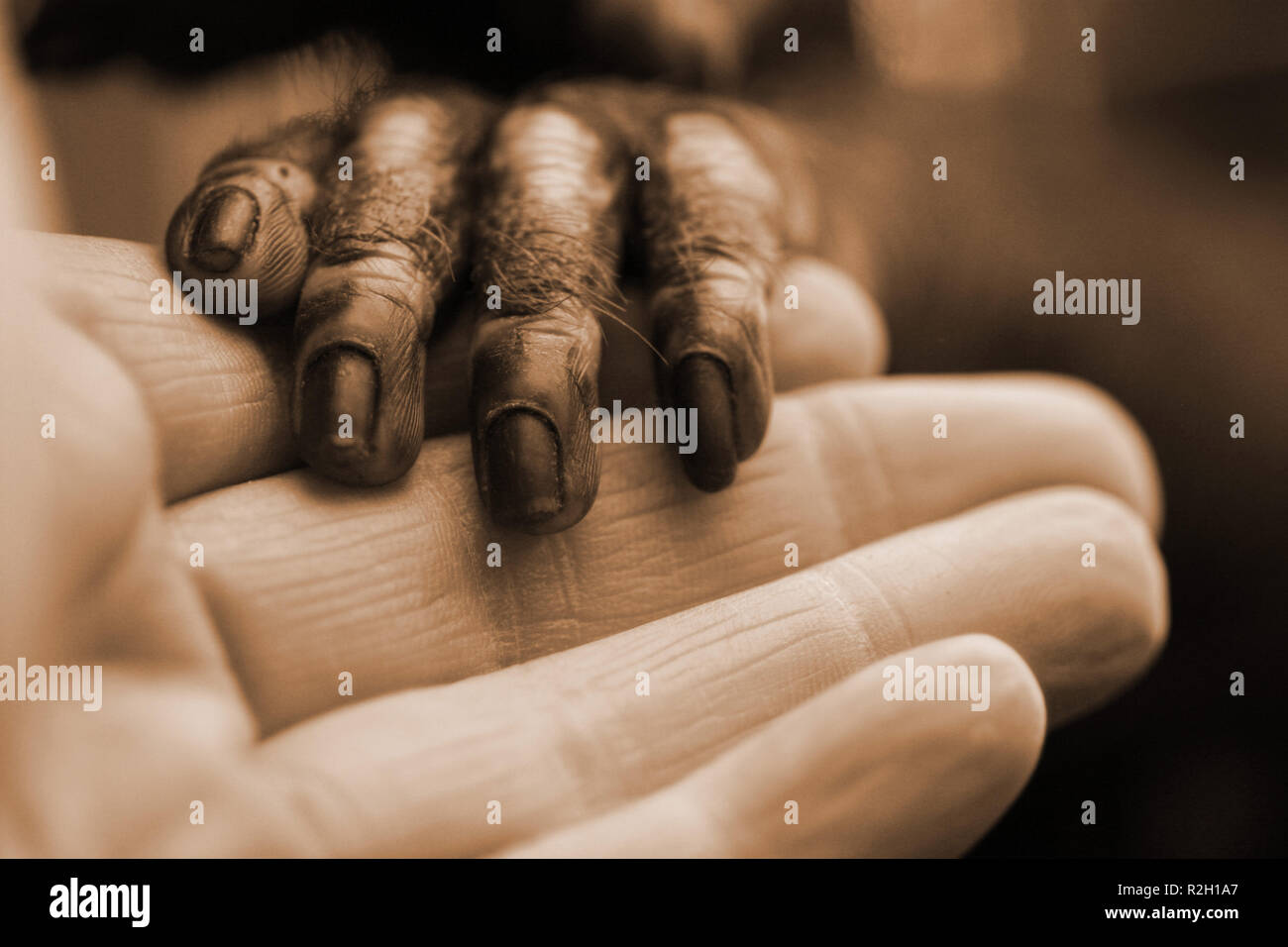 Affenhand hi-res stock photography and images - Alamy