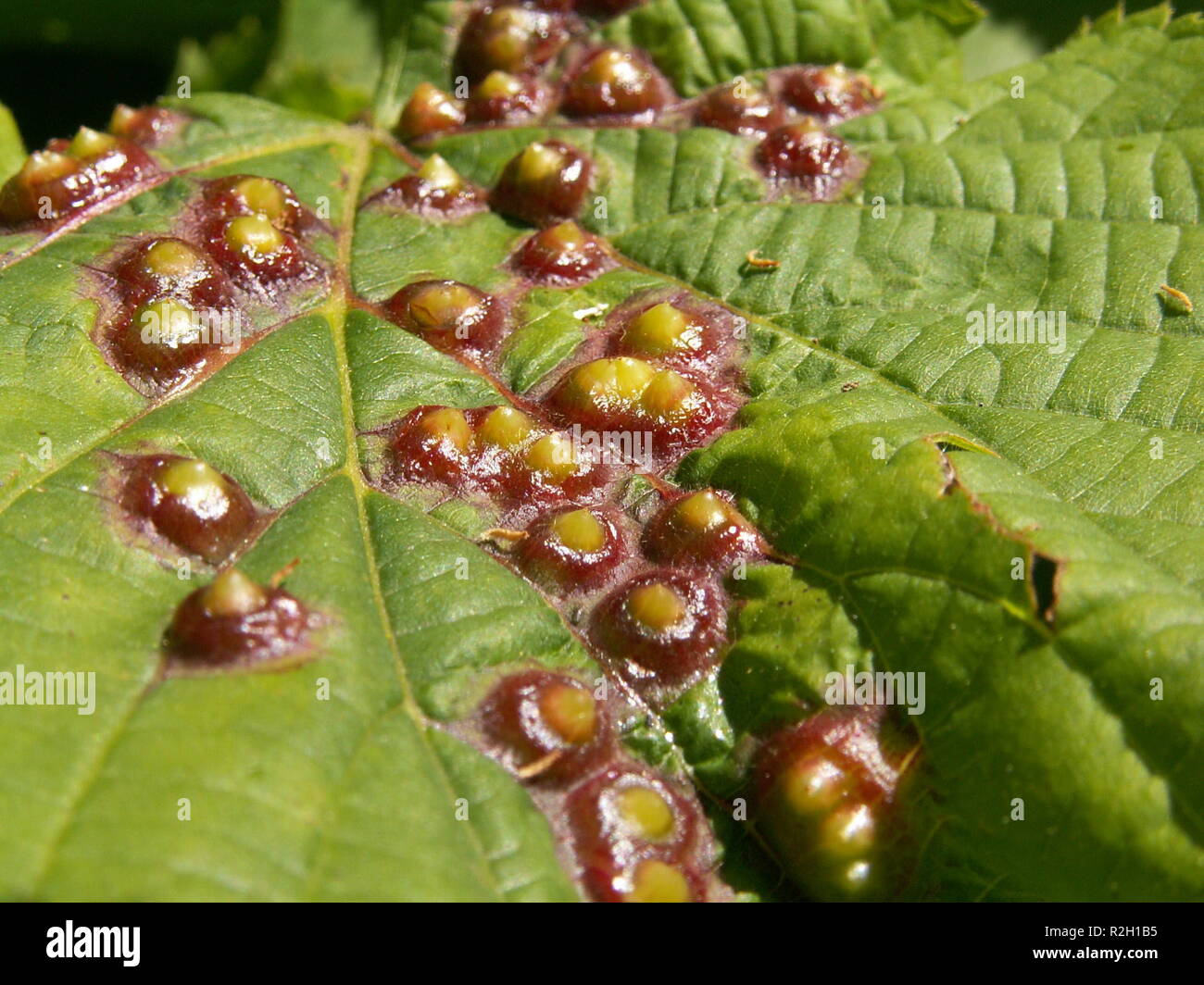 Gallma cke hi-res stock photography and images - Alamy