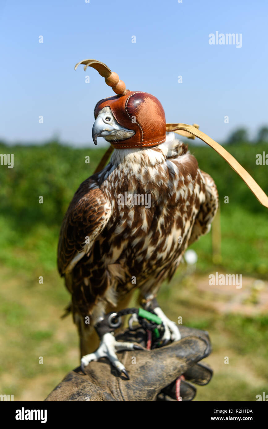 Wings covering head hi-res stock photography and images - Alamy