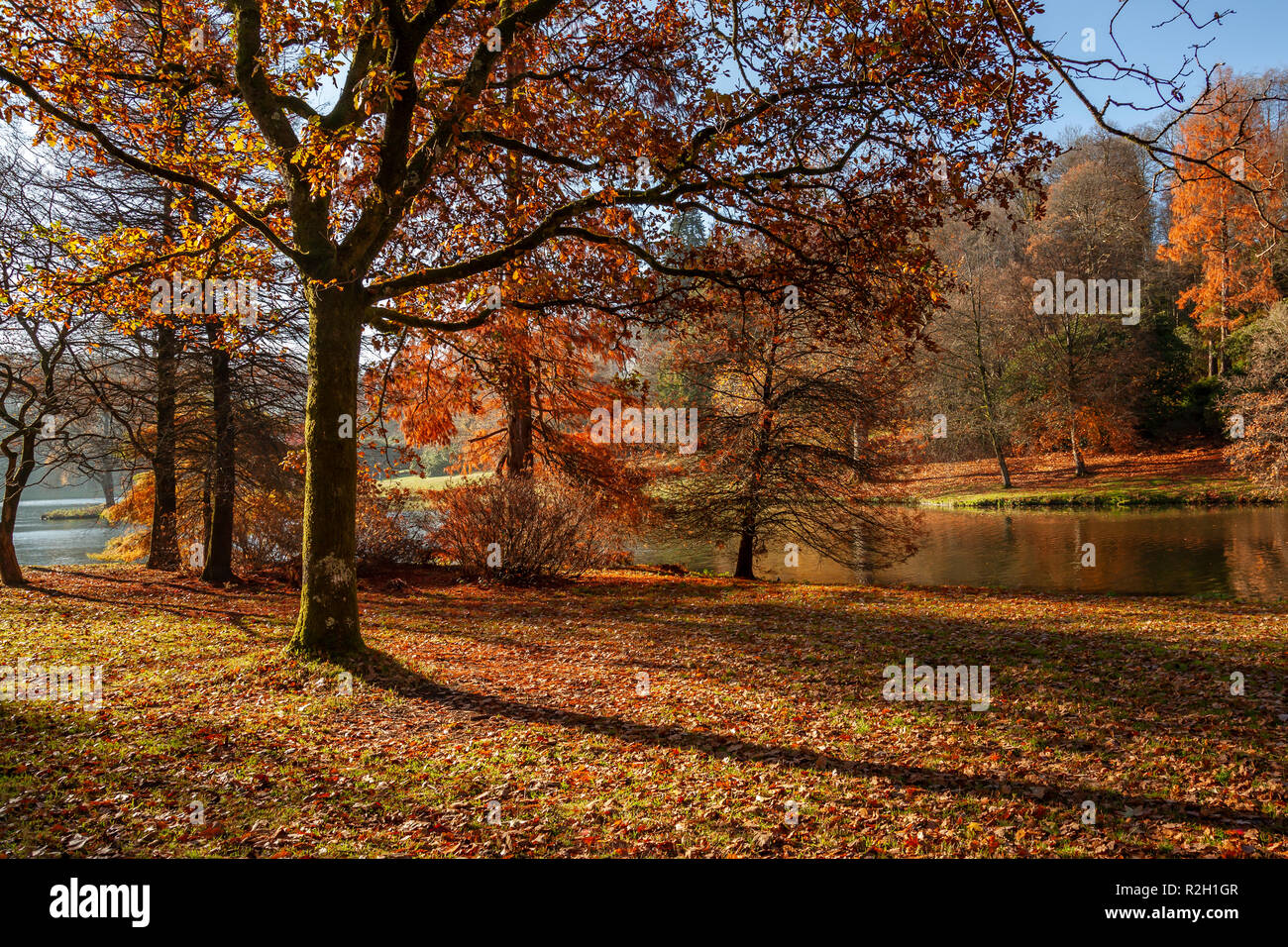 Autumnal cene of fallen leaves, colorful trees and a still lake Stock ...