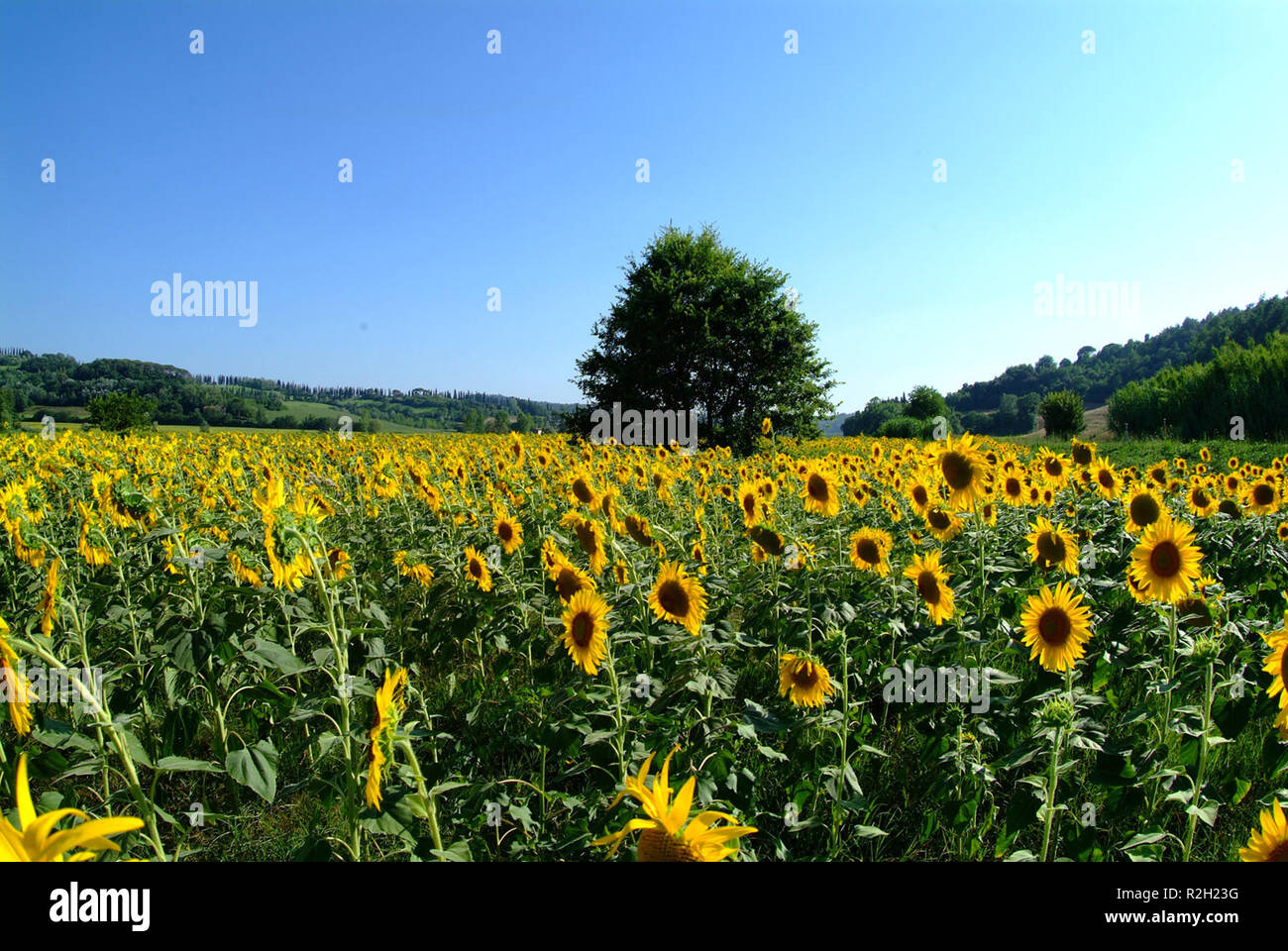 tree in the sunflower field Stock Photo - Alamy