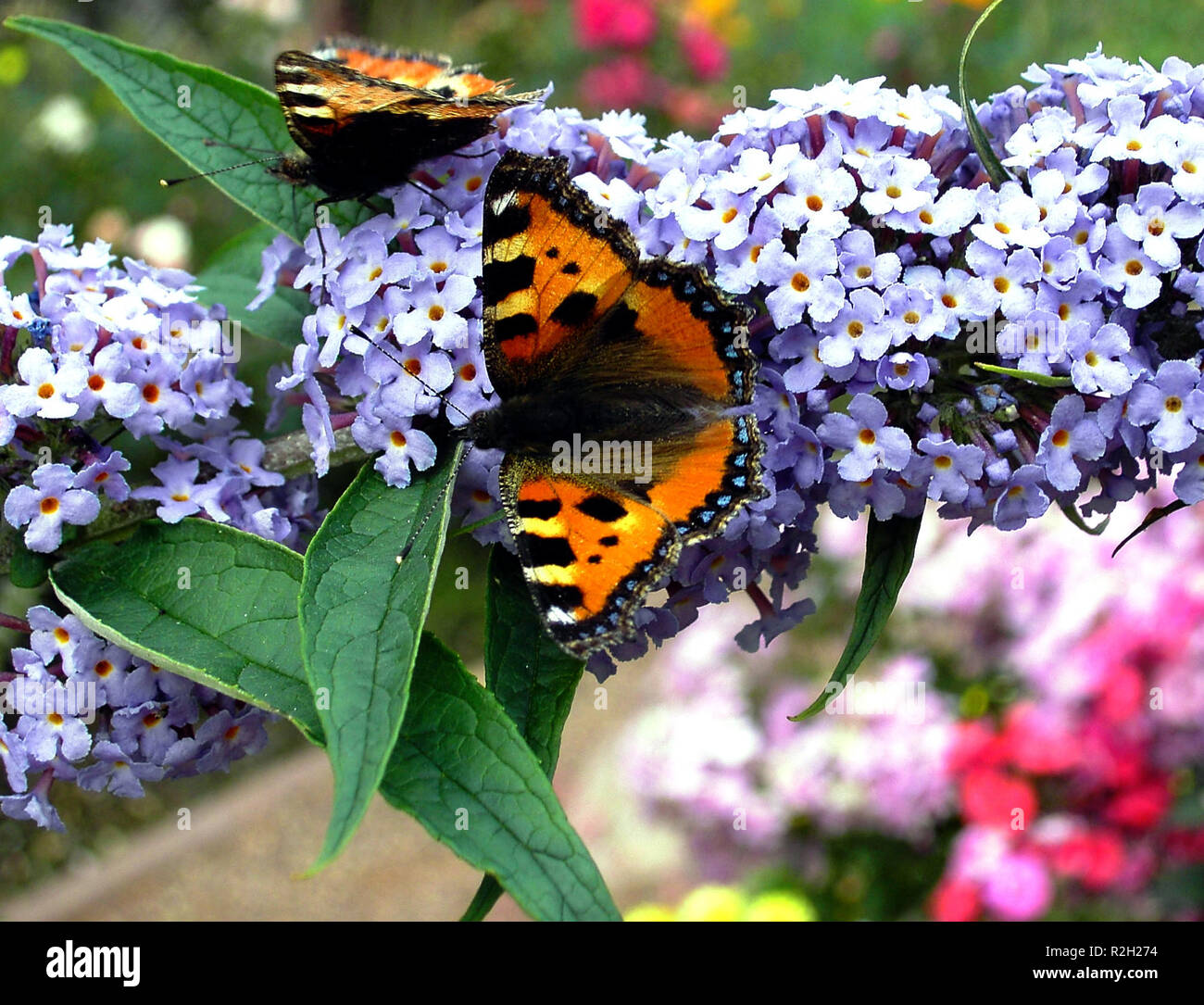 Buddleia for butterflies hi-res stock photography and images - Alamy