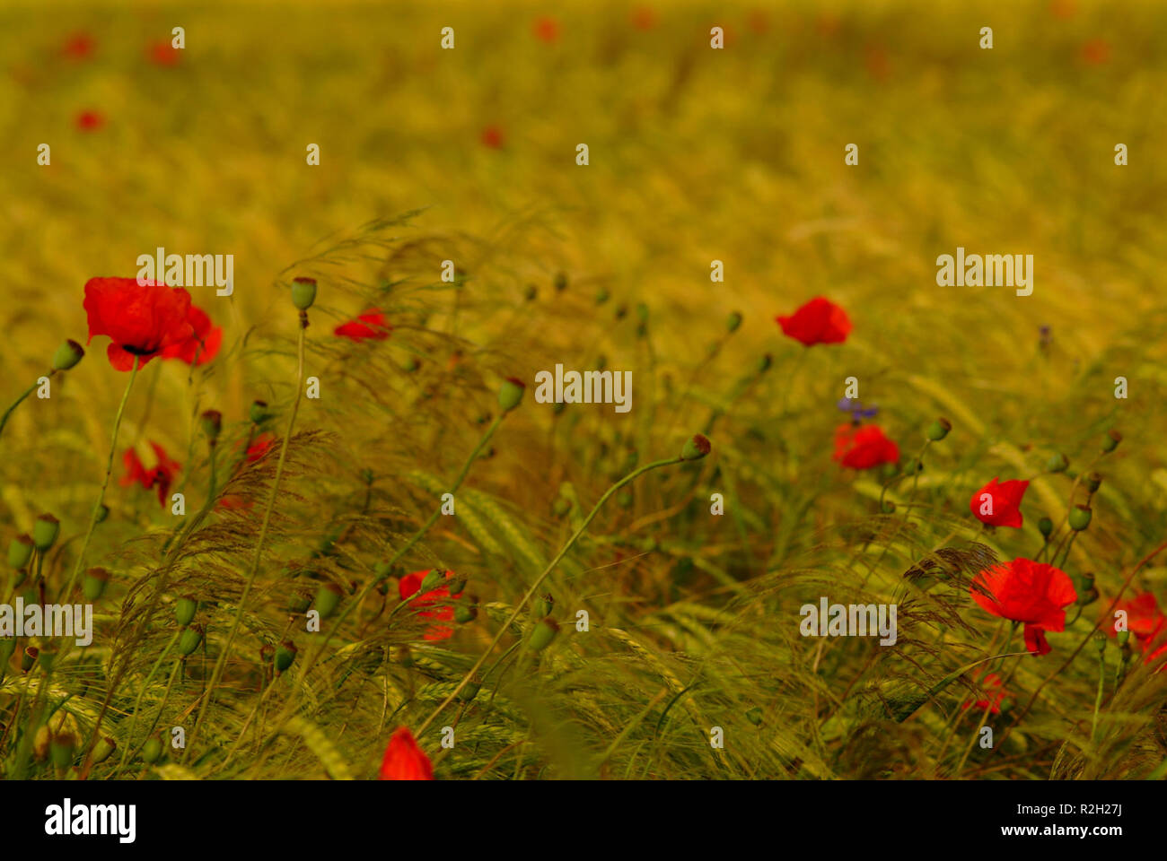 Propagation of poppy hi-res stock photography and images - Alamy