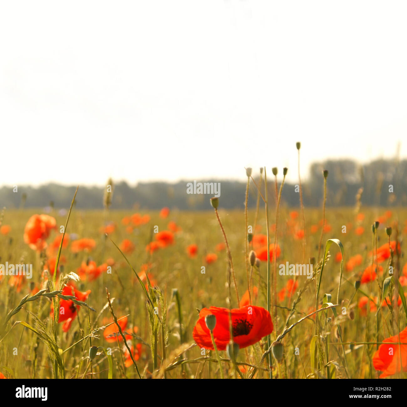 Red poppy blades of grass field hi-res stock photography and images - Alamy