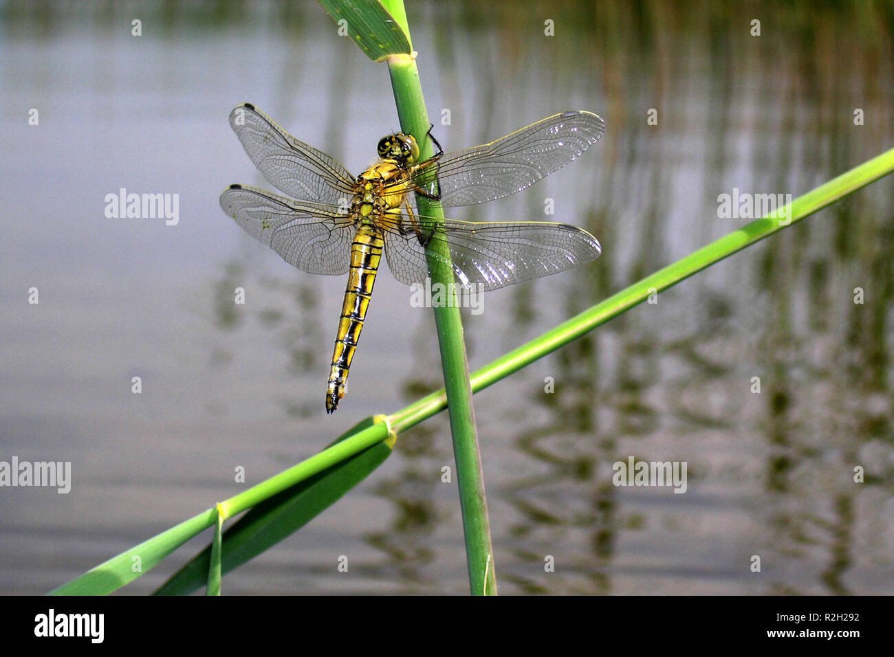 Spring dragonfly hi-res stock photography and images - Alamy