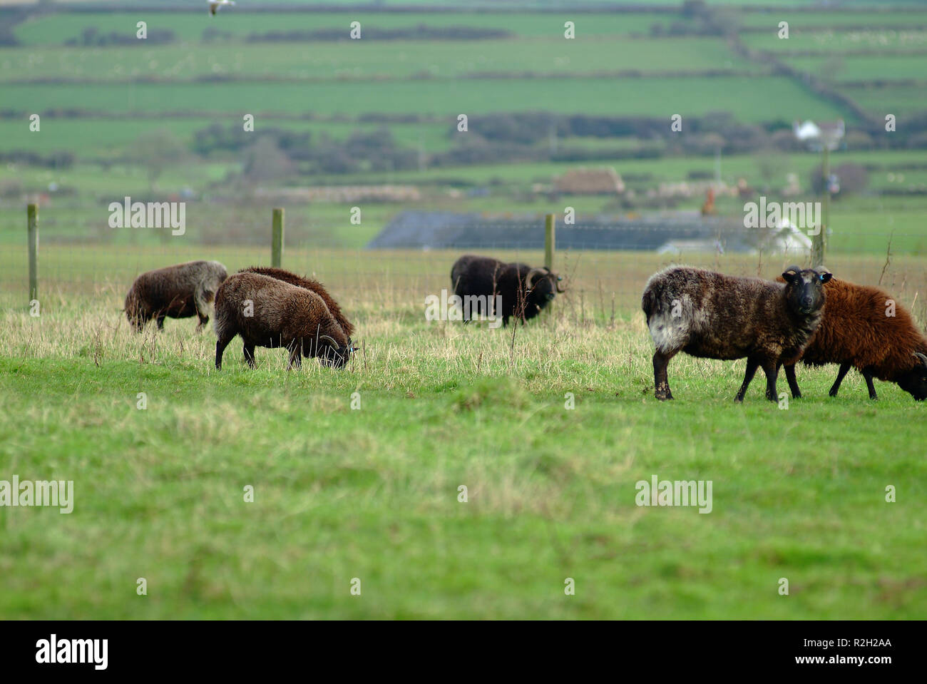 sheep on field Stock Photo - Alamy