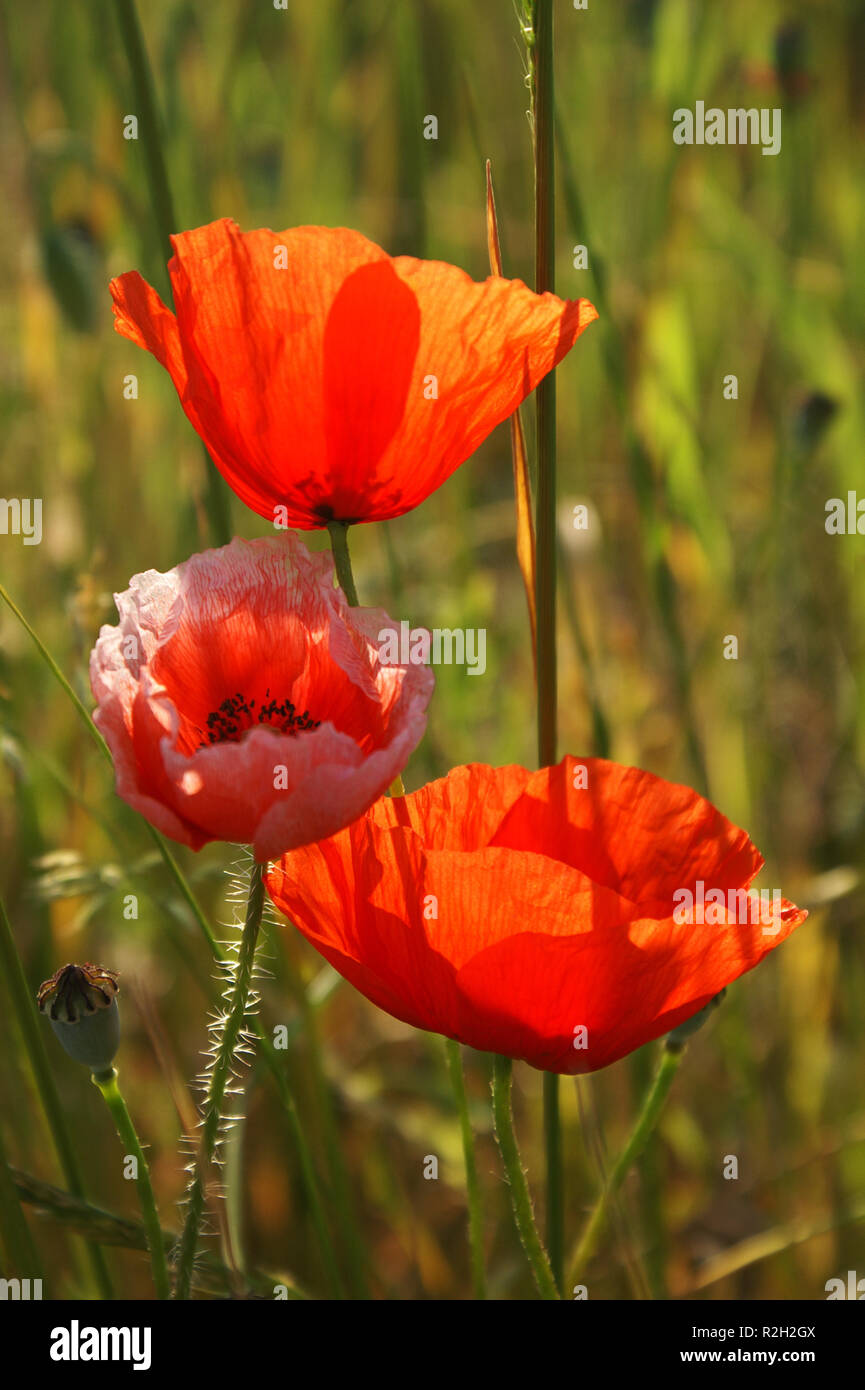 three poppy graces Stock Photo - Alamy