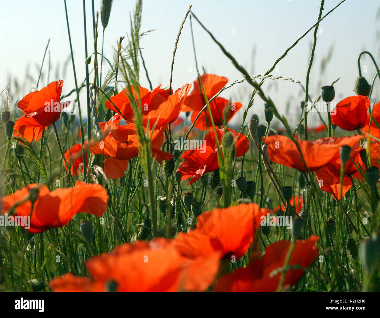 a bunch of poppy Stock Photo - Alamy