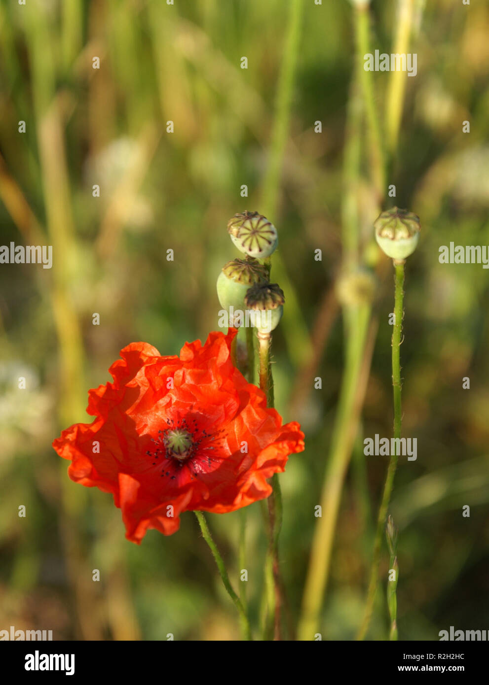 Ten acre field hi-res stock photography and images - Alamy