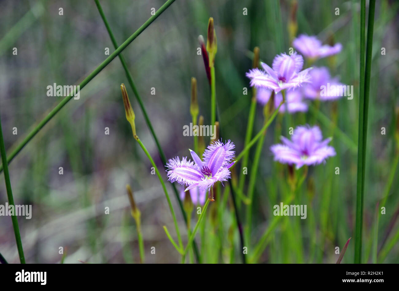 Purple Australian native Common Fringe lilies, Thysanotus tuberosus ...