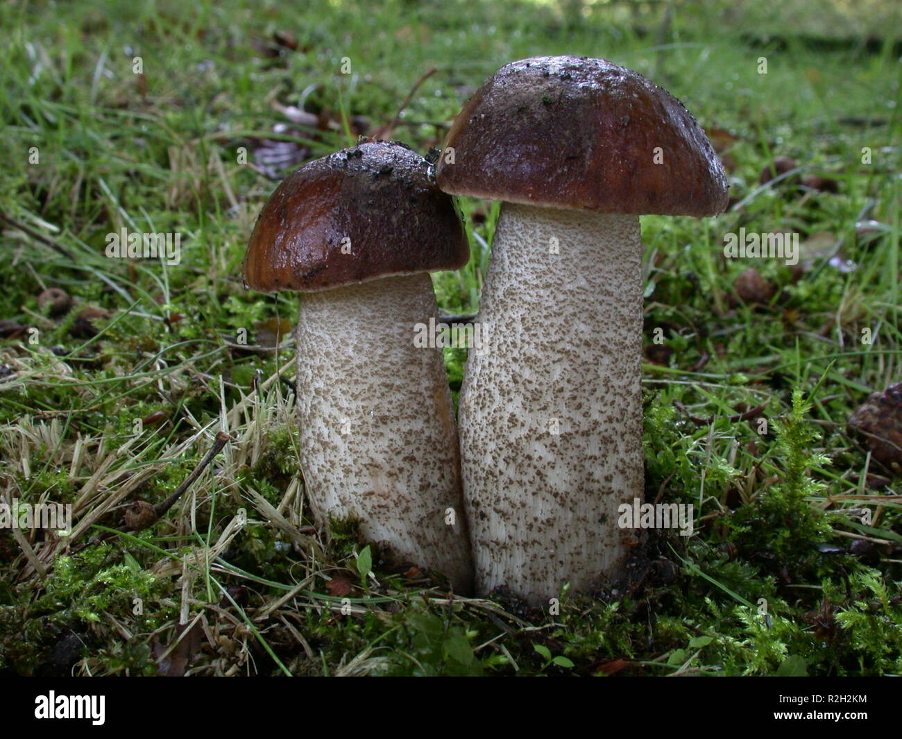 Birkenpilze hi-res stock photography and images - Alamy