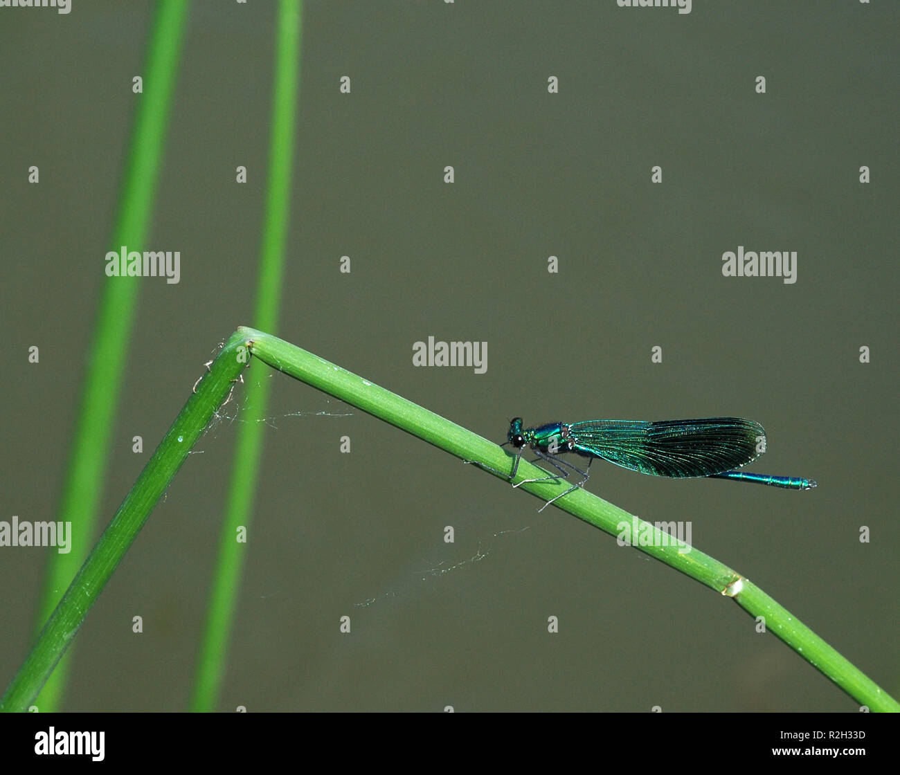 Little feat hi-res stock photography and images - Alamy